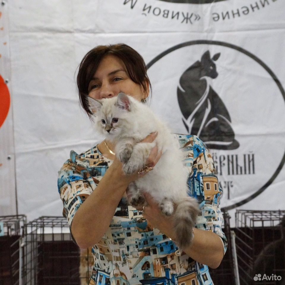 Красивые котята