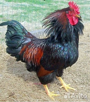 Петушки: Билефельдеры, Барневельдеры, Легбары, Мал