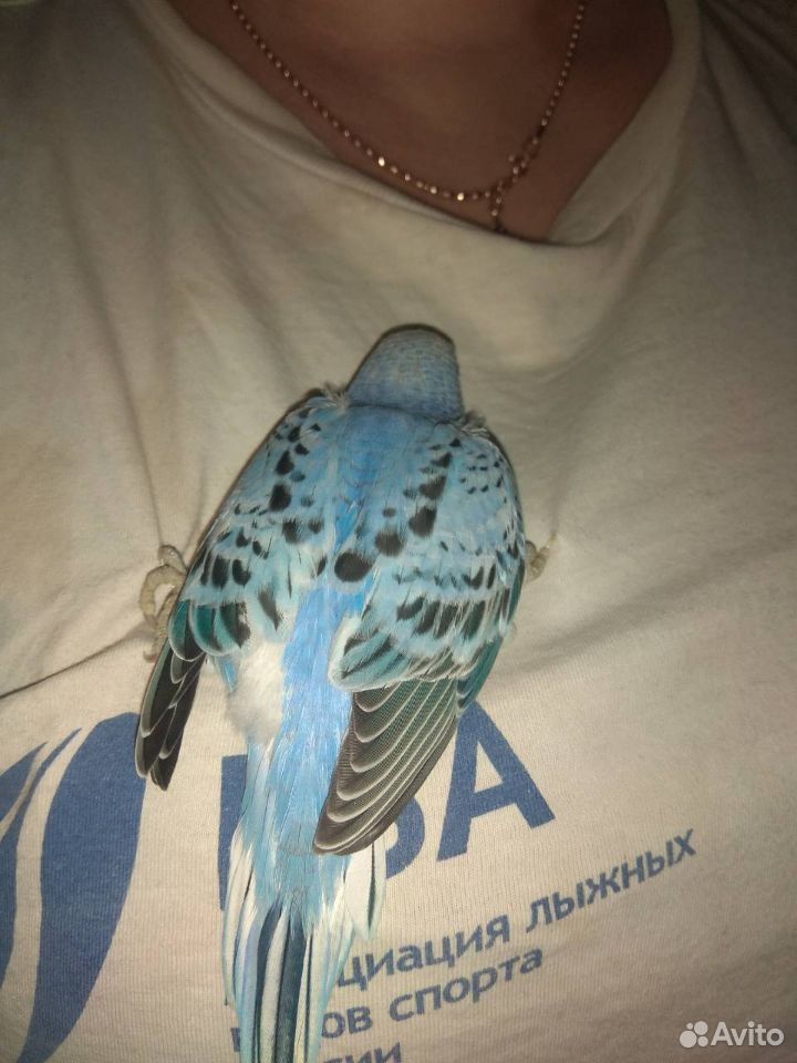 Птенцы. Редкое предложение