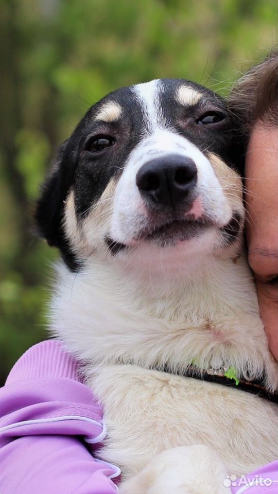 В добрые руки