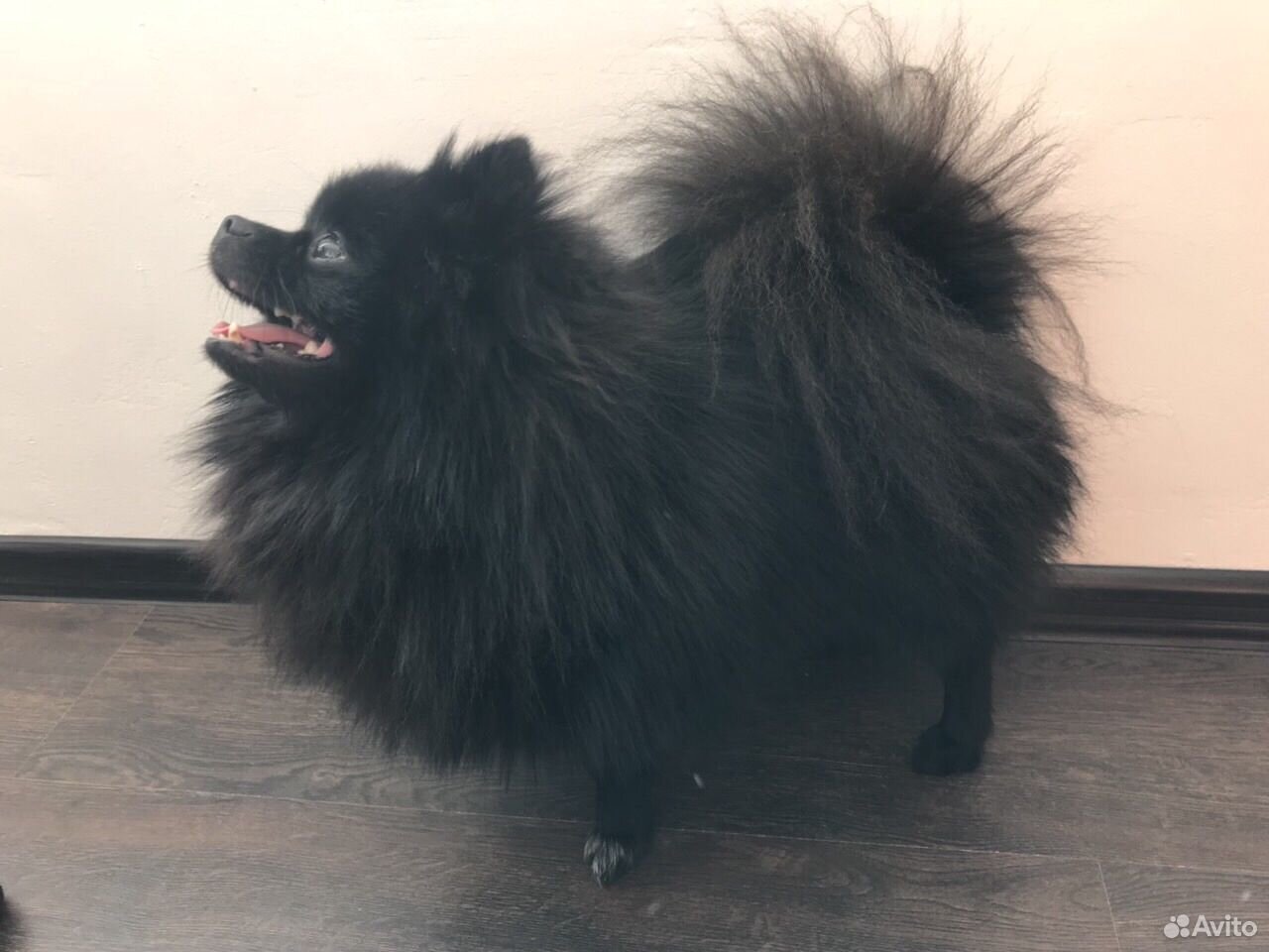 Шпиц Померанский