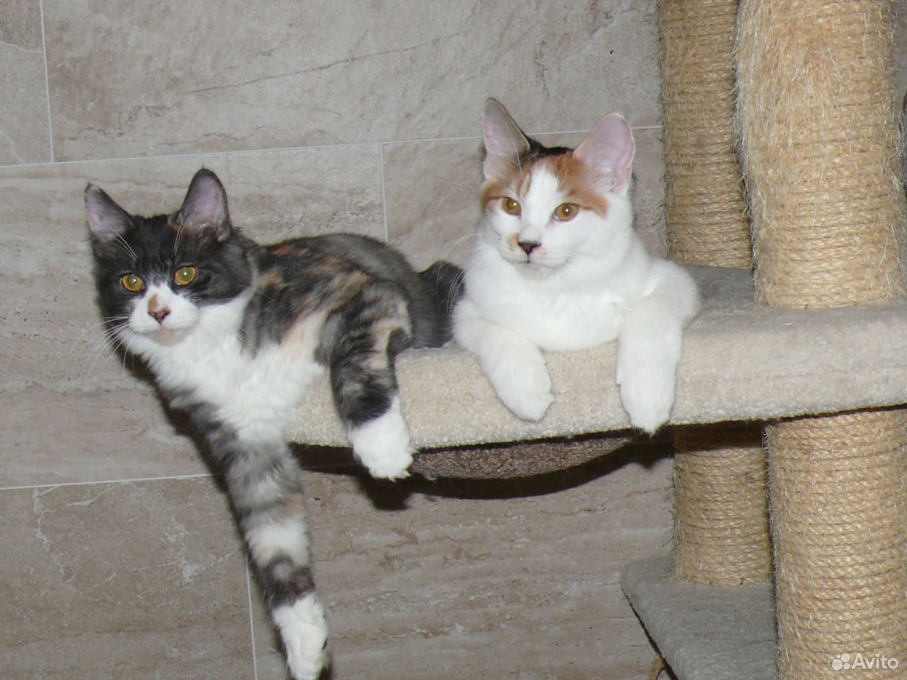 Чудесные девочки курильского бобтейла