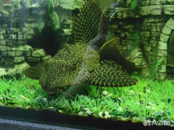 Птеригоплихт