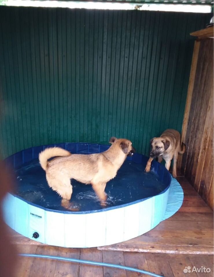 Чудесные рыжики в добрые руки