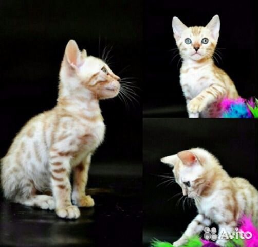 Снежный бенгал.Девочка