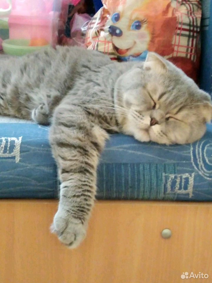 Вязка с вислоухим котом Белисом