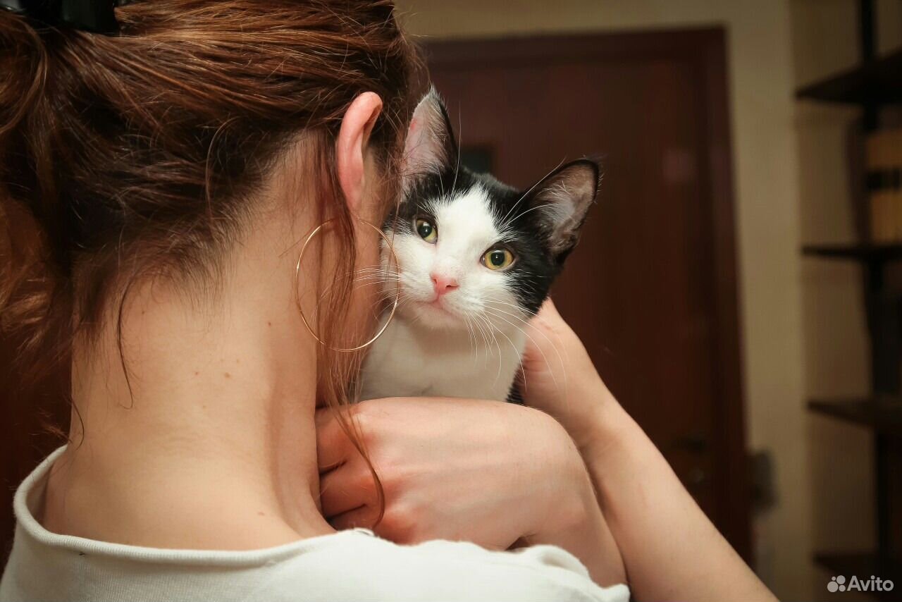 Котенок мальчик