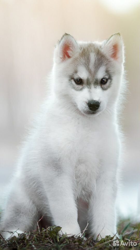 Щенки хаски, 3мес. Породистые красавцы