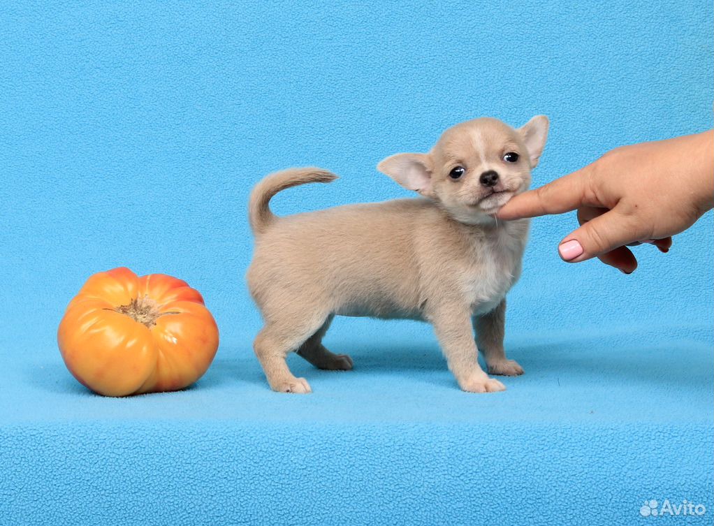 Чистопородные малыши чихуахуа