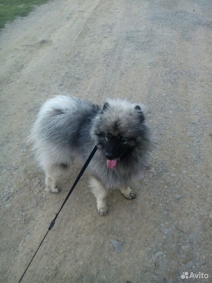 Кобель на вязку Вольфшпиц (Кеесхонд)