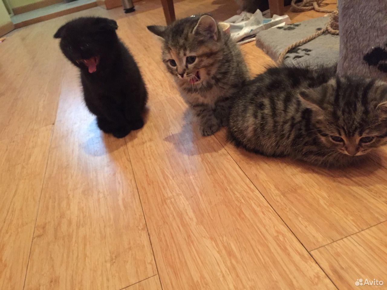 Котята ищут дом