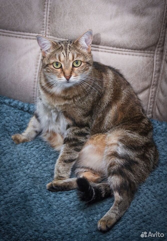 Кошечка в дар