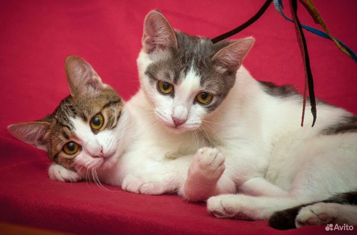 Котодетки 5 мес. хотят домой