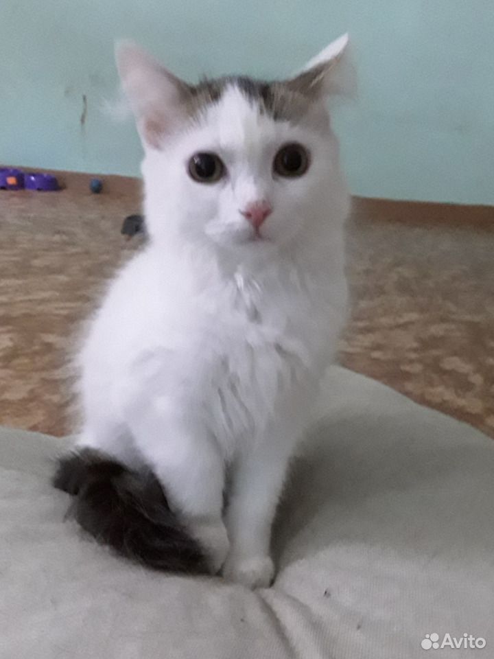 Котята-девочки в добрые руки