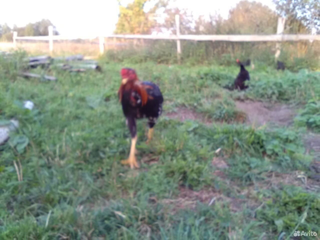 Бойцовый петух