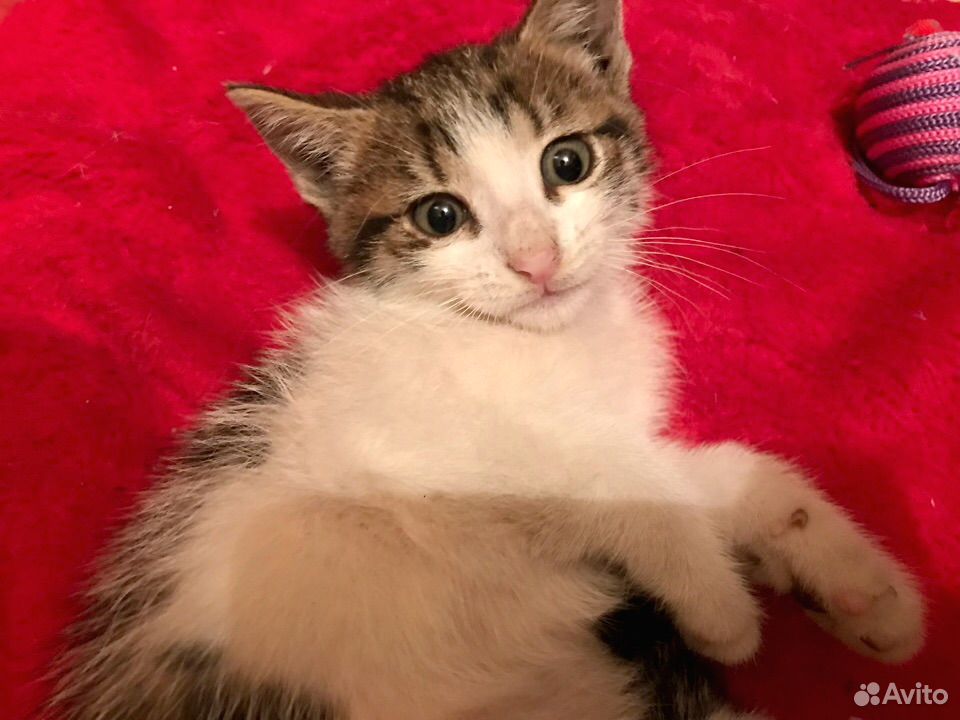 Котенок мальчик