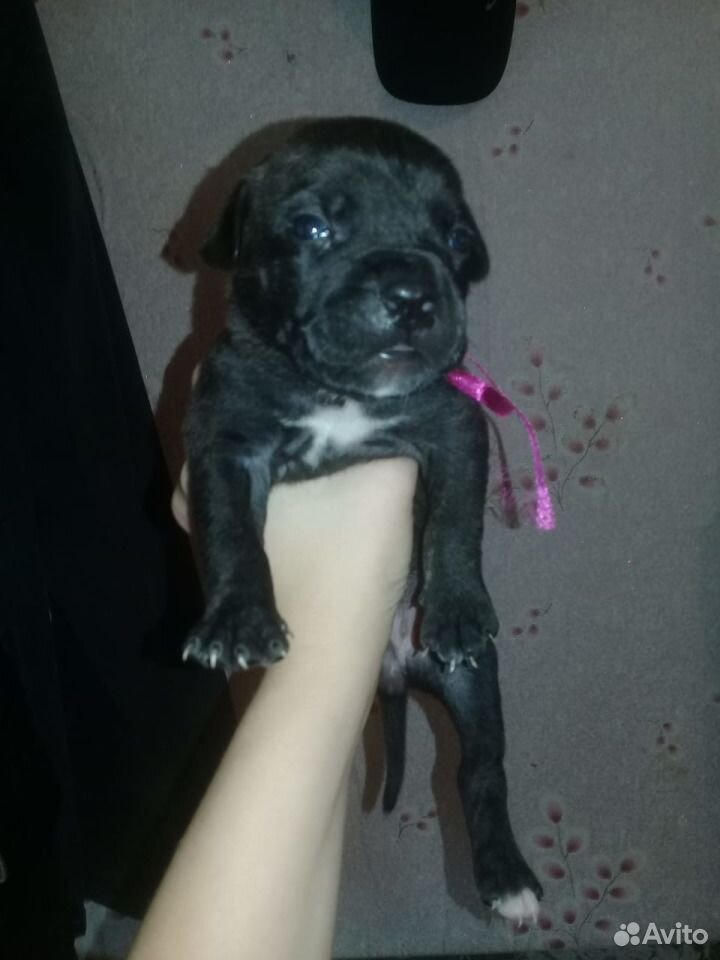 Щенки бандоги