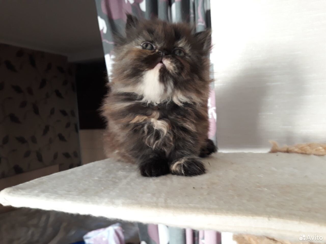 Персидский котенок