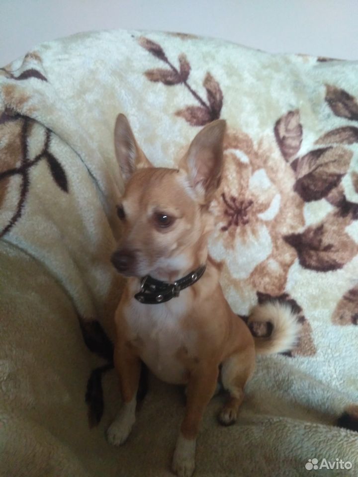 Найдена собака