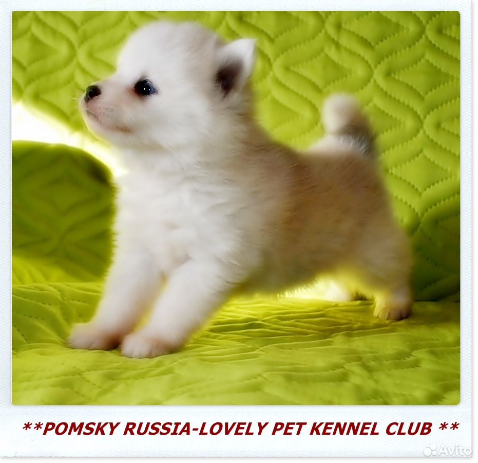 Помски мини хаски мальчик