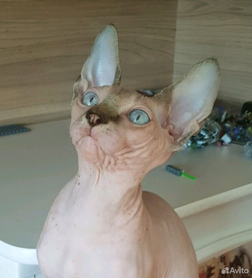 Канадский сфинкс, Эльф