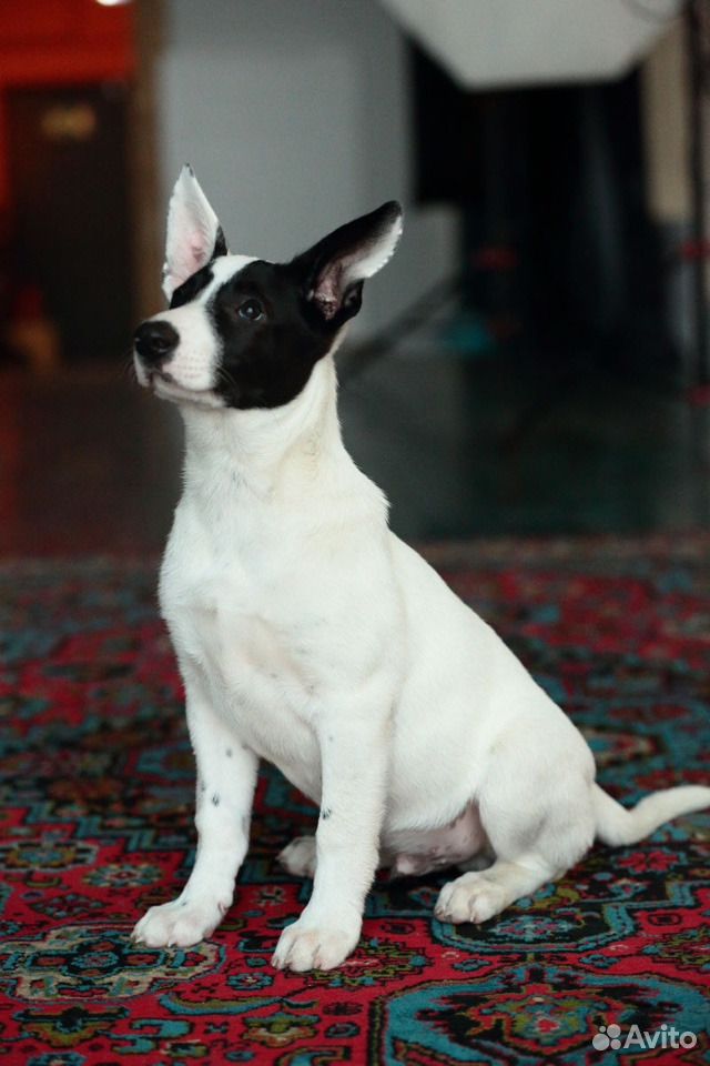 Метис Боня ищет свою семью