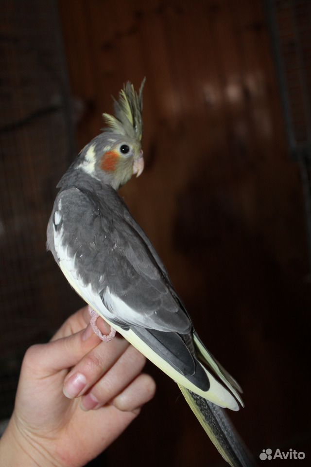 Попугай корелла