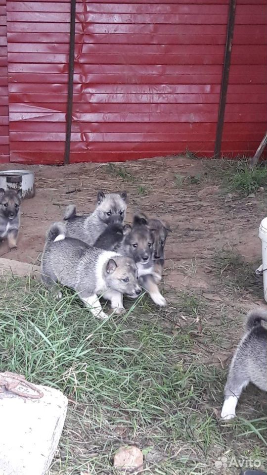 Продаю щенков западно-сибирской лайки
