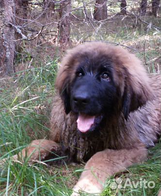 Щенок леонбергера