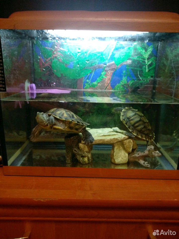 Черепахи с аквариумом 60л