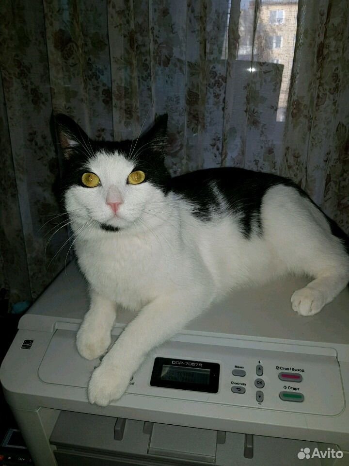 Котик ласковый Феня 1год привит, кастрирован