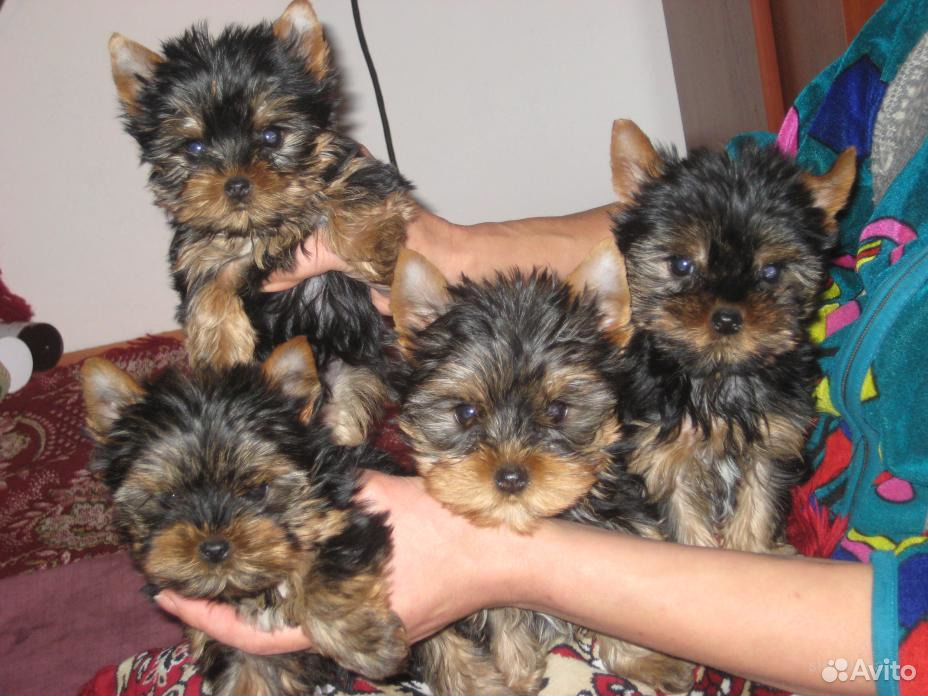 Йоркширский терьер Кукляши