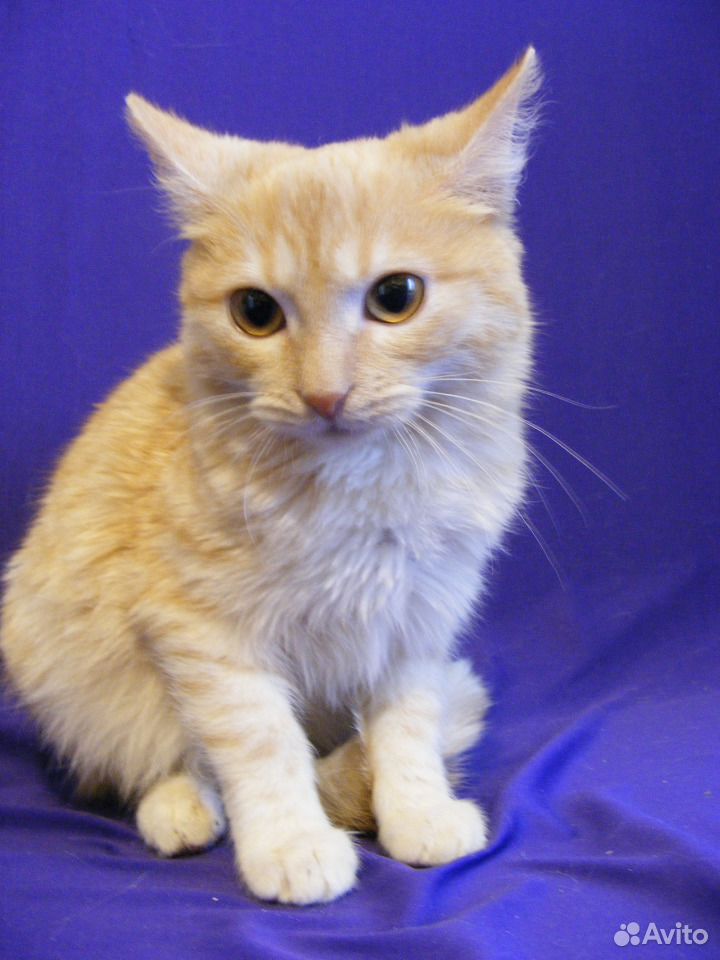 Кэтти -рыжий ребенок (10 мес.)