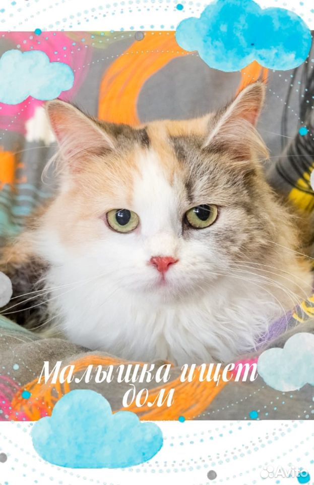 Мила - молодая кошка в добрые руки