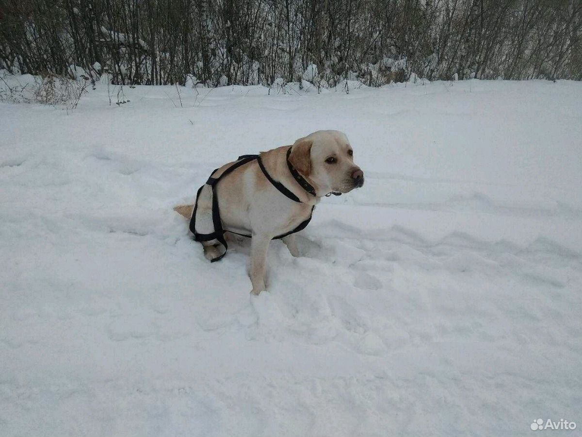 Лабрадор