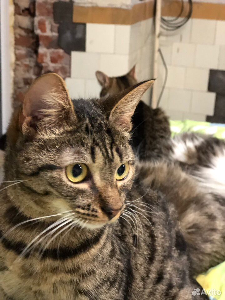 Молодая кошка