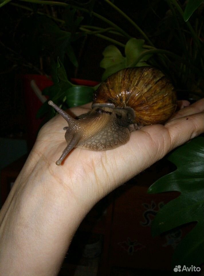 Улитки ахатины