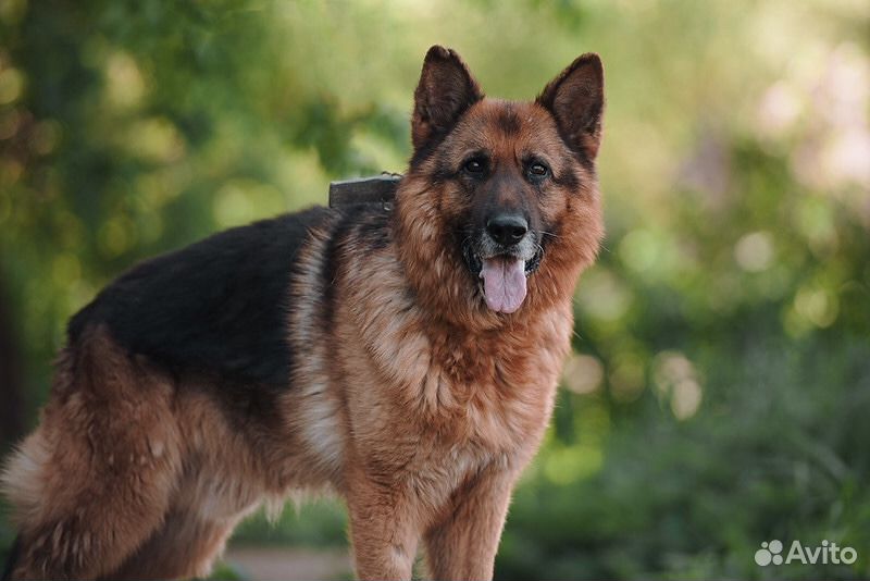 В дар Персей