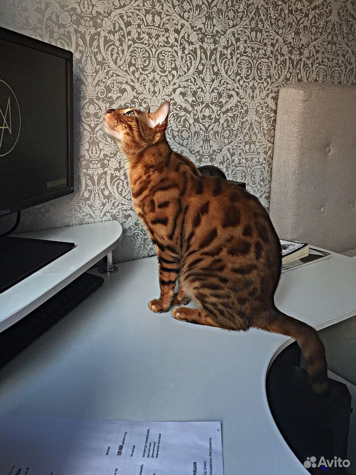 Мальчик бенгал с документами