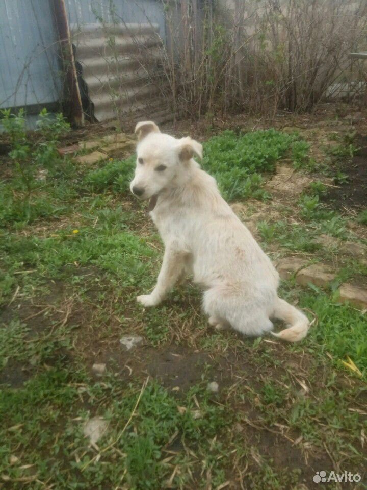 Щенок мальчик