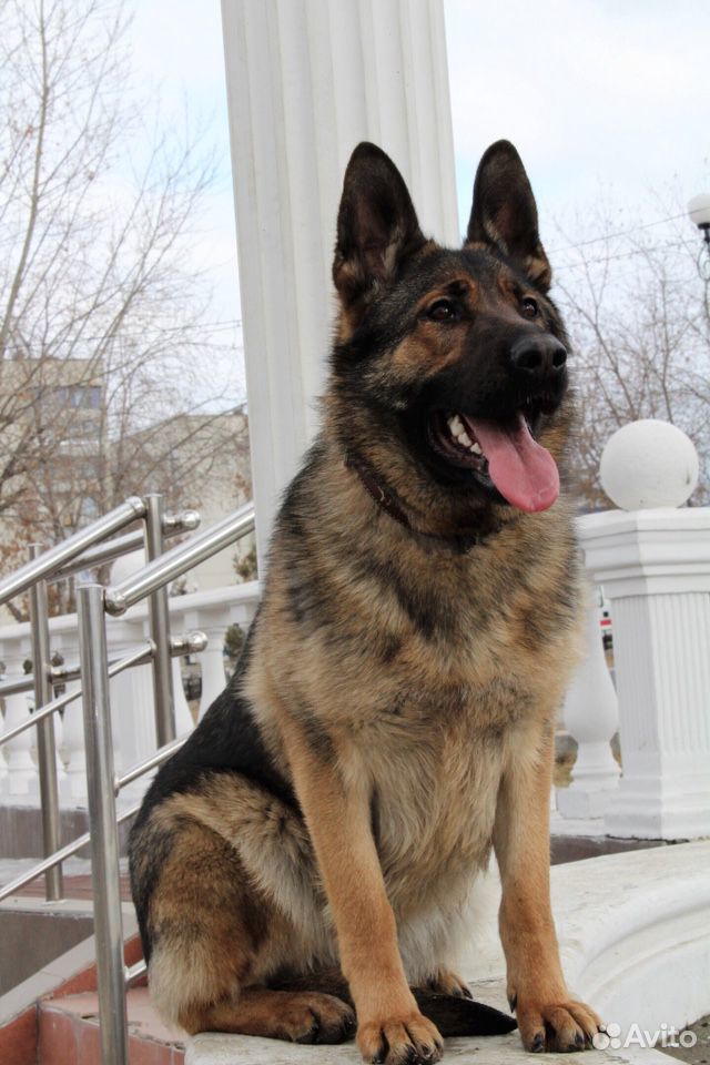 Щенки немецкой овчарки