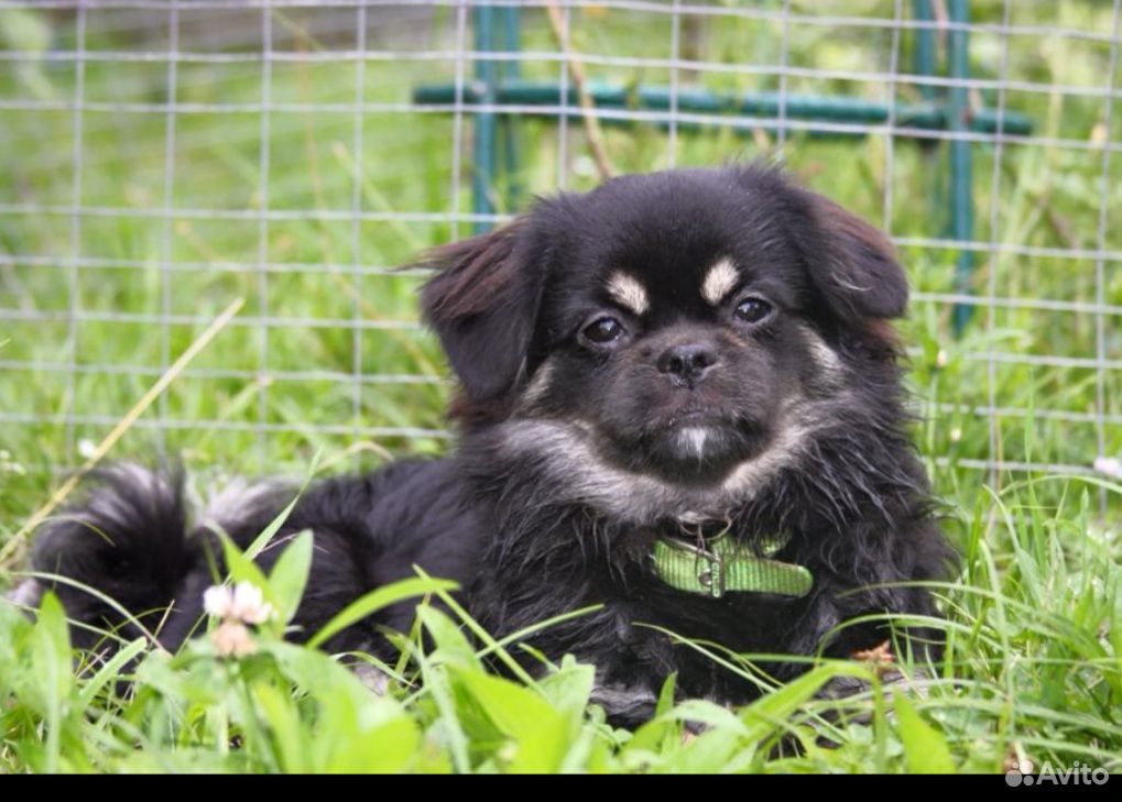 Девочки и мальчикиТибетский спаниель