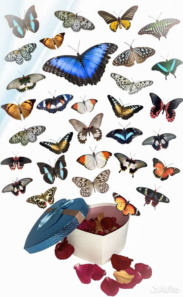 Салют из живых тропических бабочек