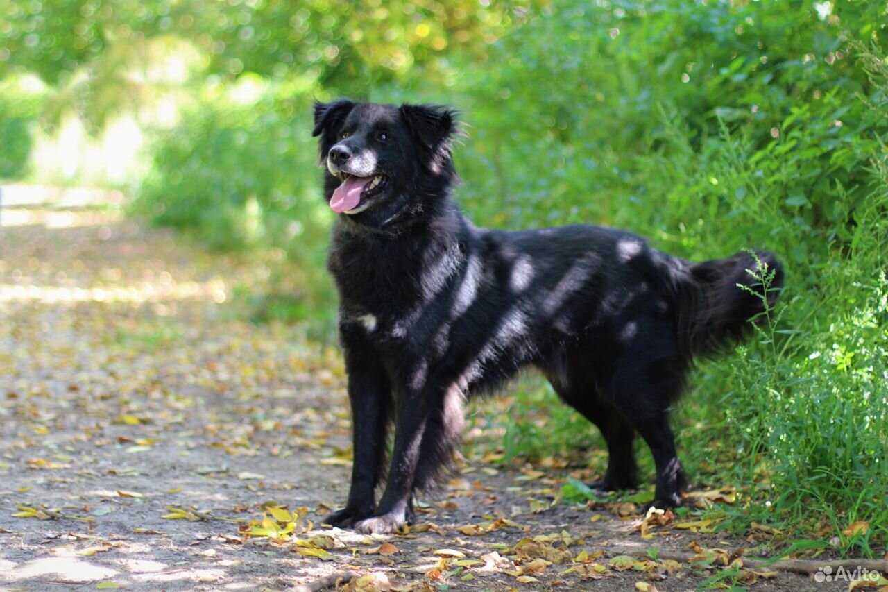 Барон ищет дом