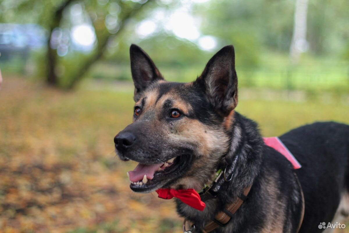 Рекс ищет дом