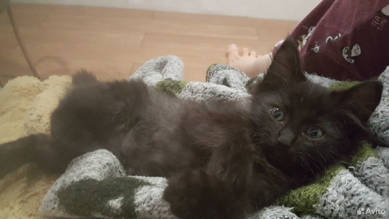 Беззубик в добрые руки