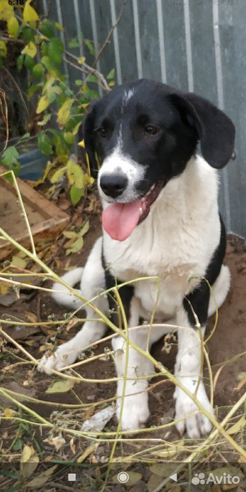 Щенок ищет дом