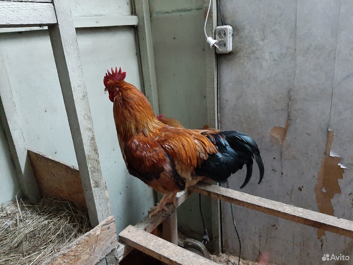 Продам петуха