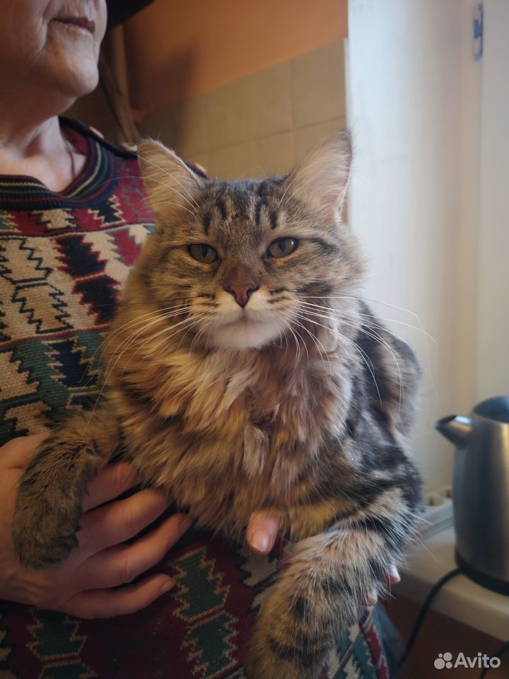 Сибирская кошка