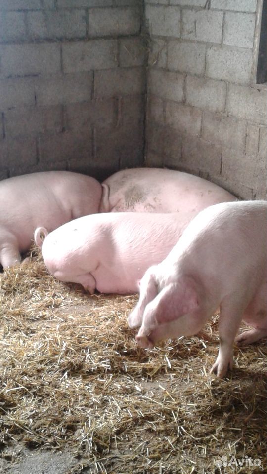 Свиньи на мясо